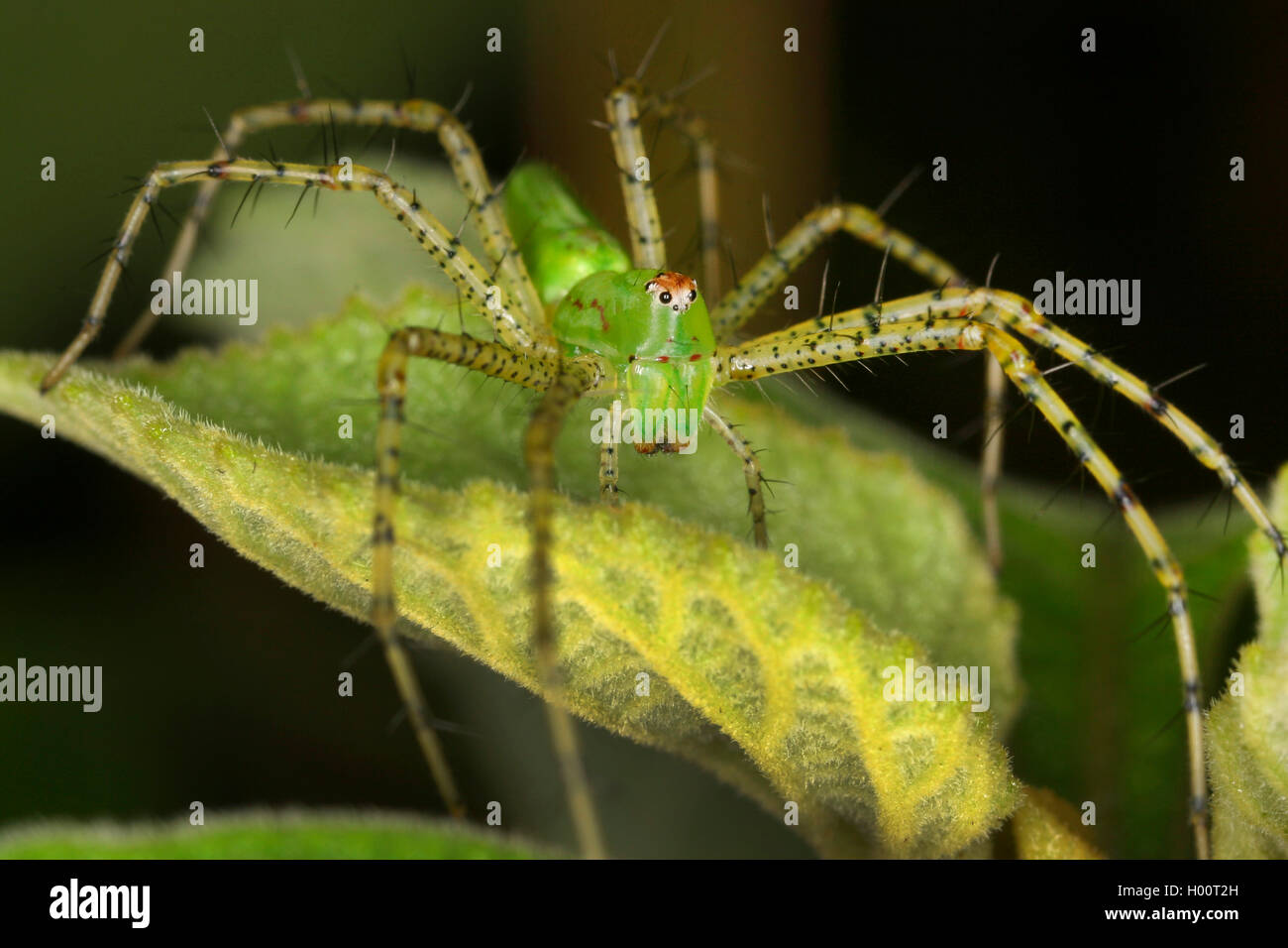 Lynx spiders hi-res stock photography and images - Alamy