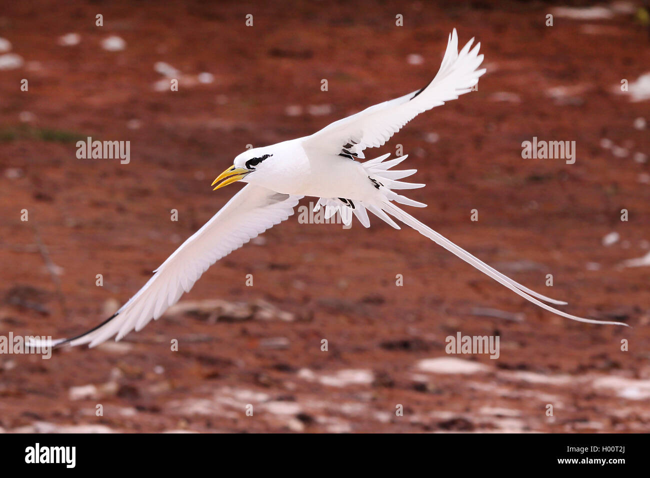 Tropic birds hi-res stock photography and images - Alamy
