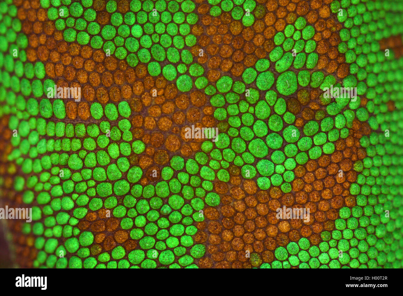 Skin tone scale hi-res stock photography and images - Alamy