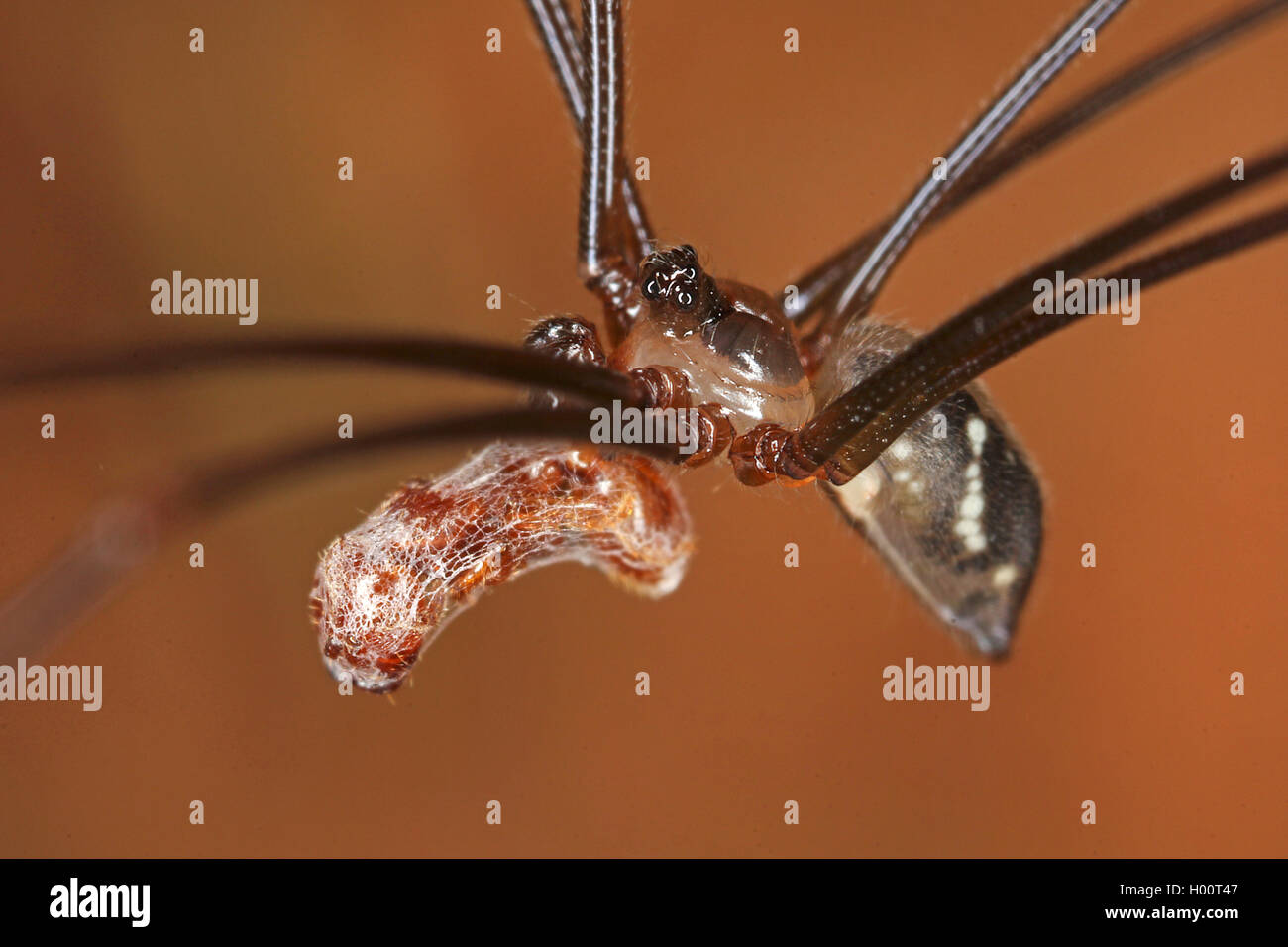 vibrating spider (Pholcidae), with prey, Costa Rica Stock Photo - Alamy