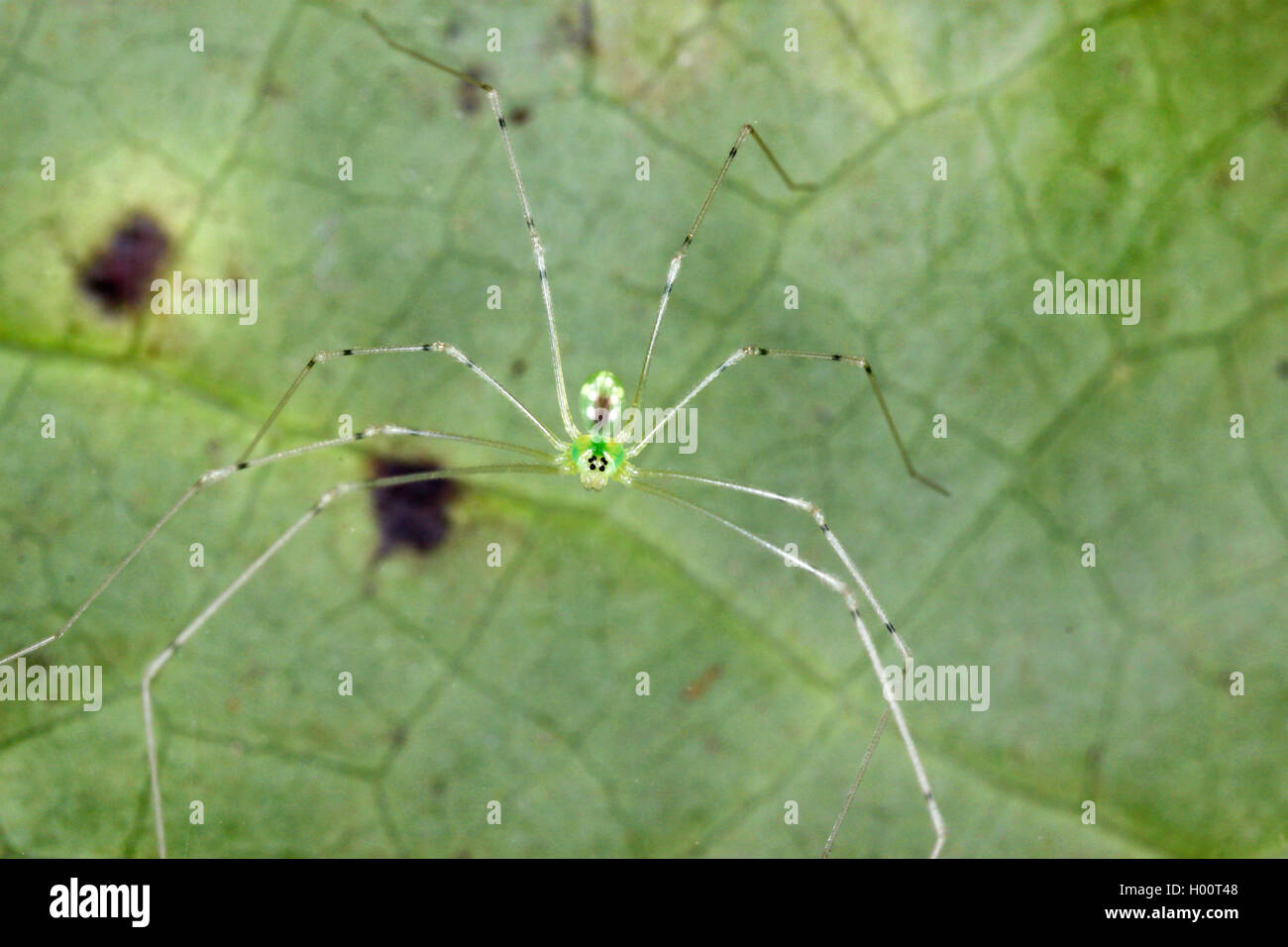 Vibrating leaf hi-res stock photography and images - Alamy