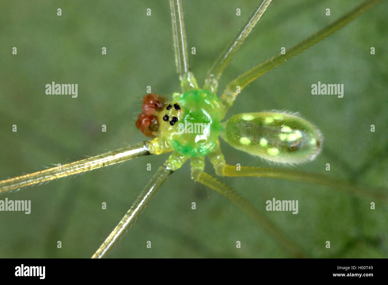vibrating spider (Pholcidae), on a leaf, Costa Rica Stock Photo - Alamy