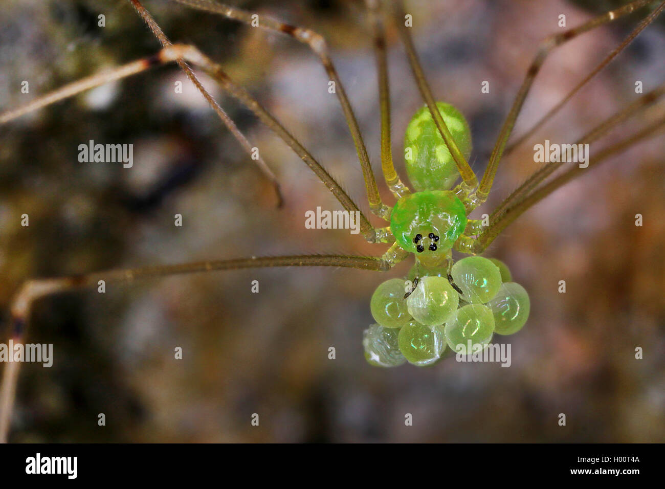 vibrating spider (Pholcidae), with eggs, Costa Rica Stock Photo - Alamy