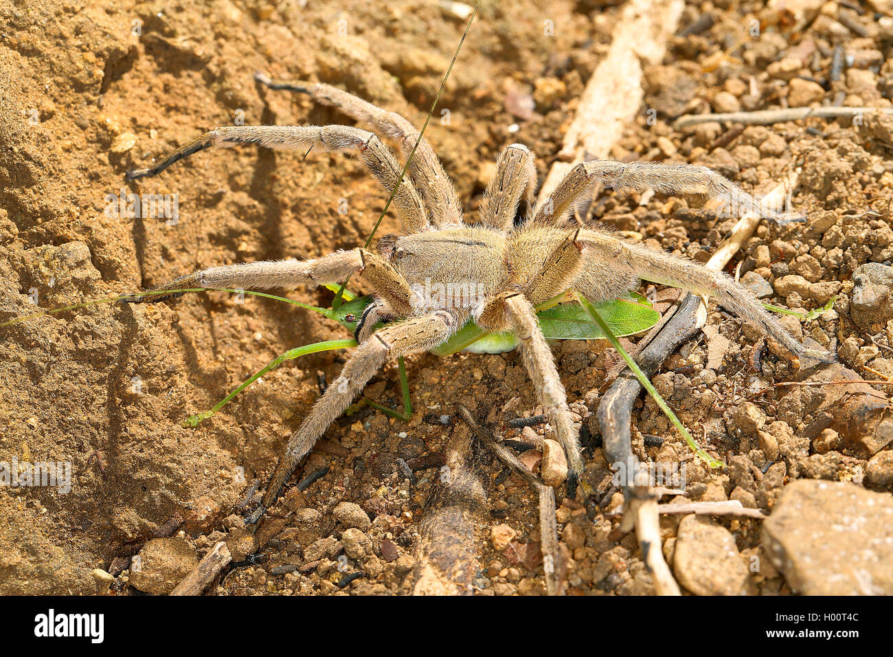 The brazilian wandering spider hi-res stock photography and images - Alamy