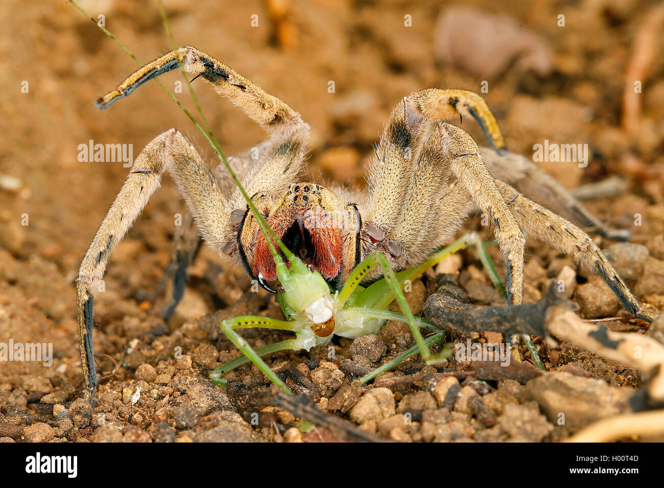 Brazilian Wandering Spider Size