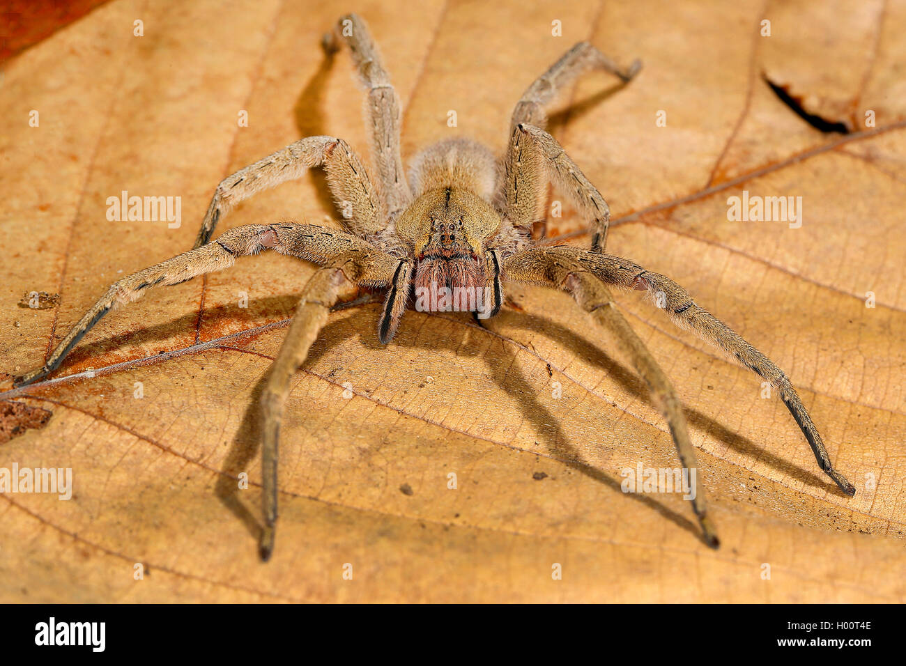 Brazilian Wandering Spider (Phoneutria boliviensis), sits on a withered ...