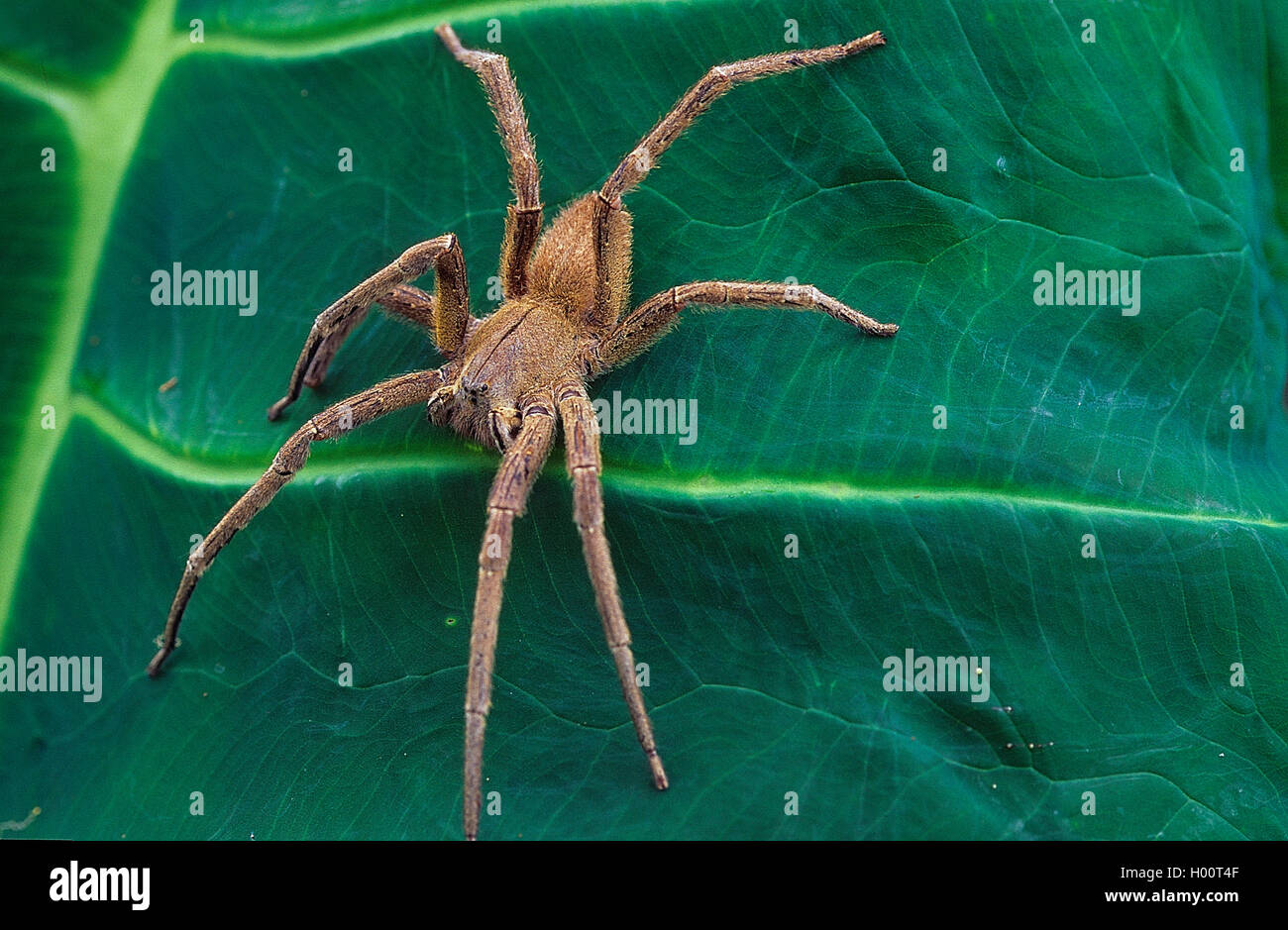 The brazilian wandering spider hi-res stock photography and images - Alamy