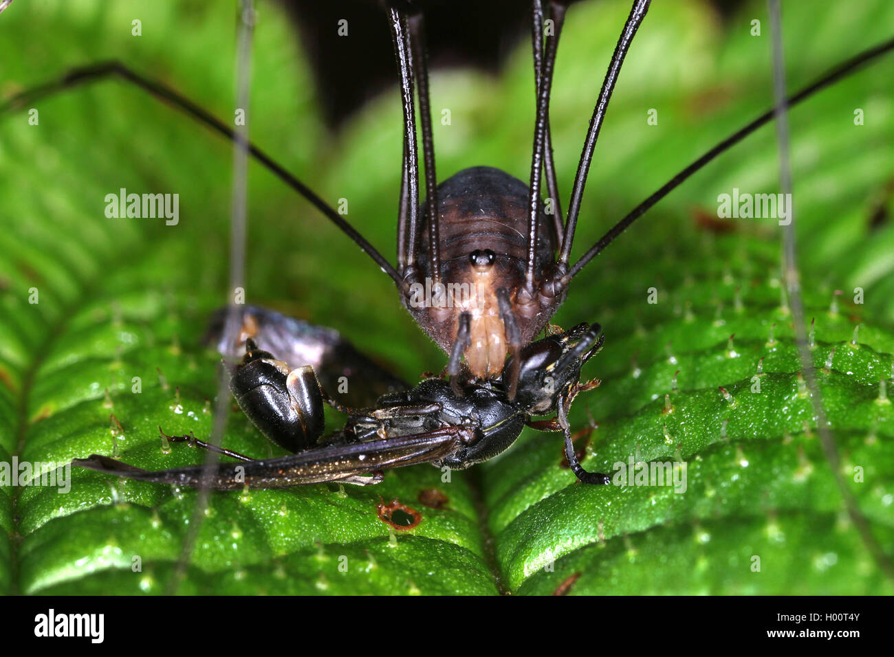Capturing a harvestman hi-res stock photography and images - Alamy