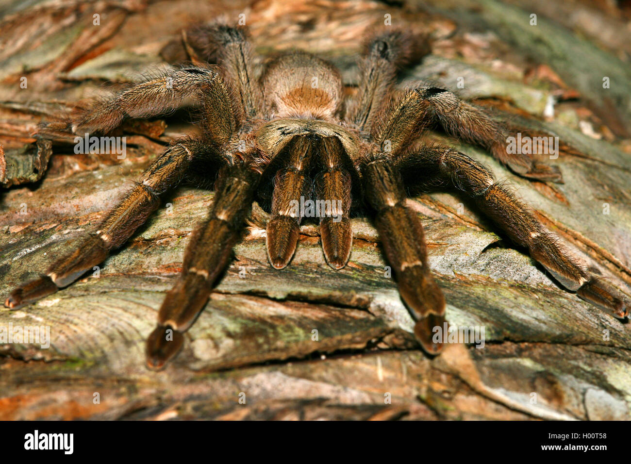 Bird spider (Psalmopoeus reduncus), on fallen leaves, Costa Rica Stock ...