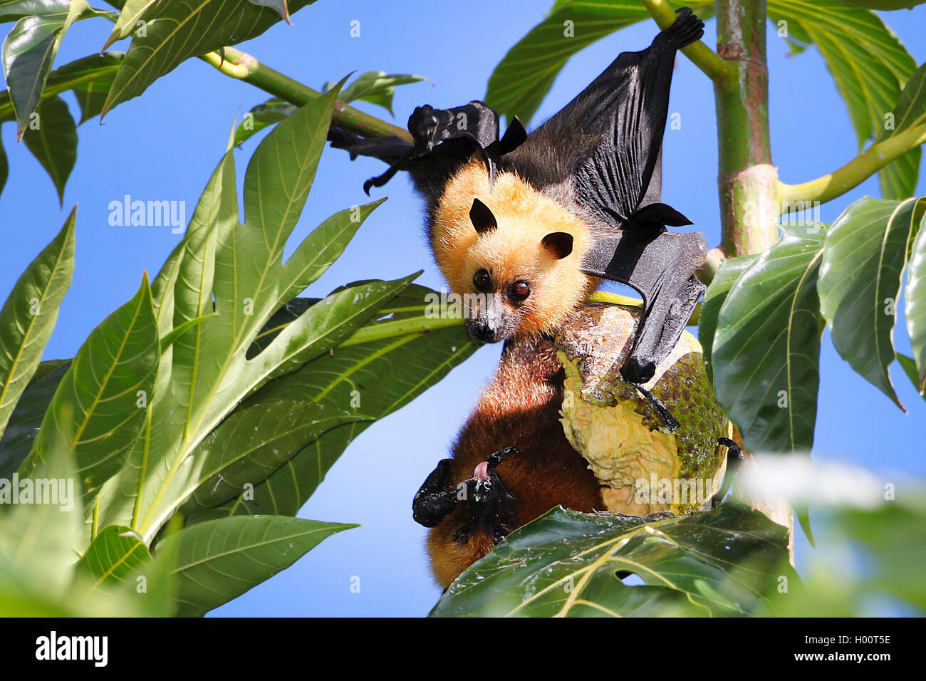 Seychelles fruit bats hi-res stock photography and images - Alamy