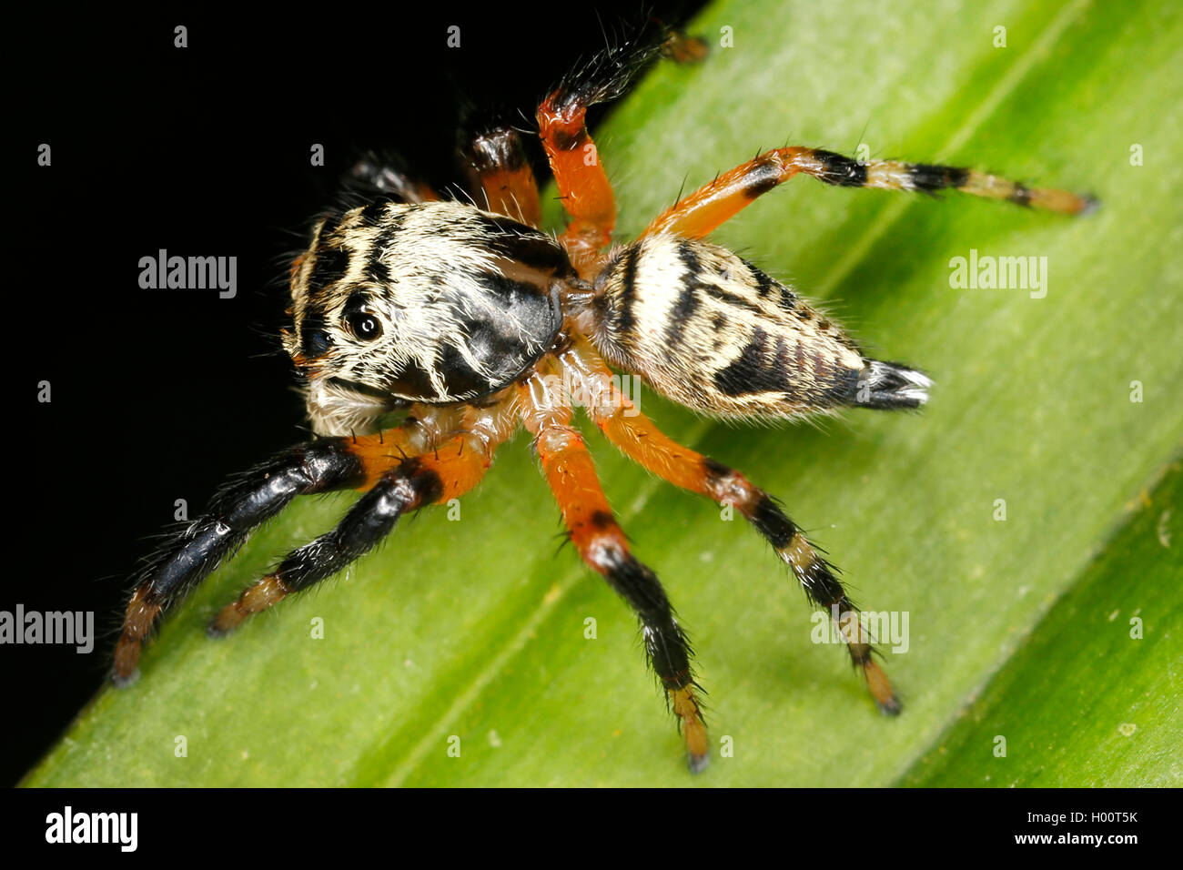 Jumping spiders hi-res stock photography and images - Alamy