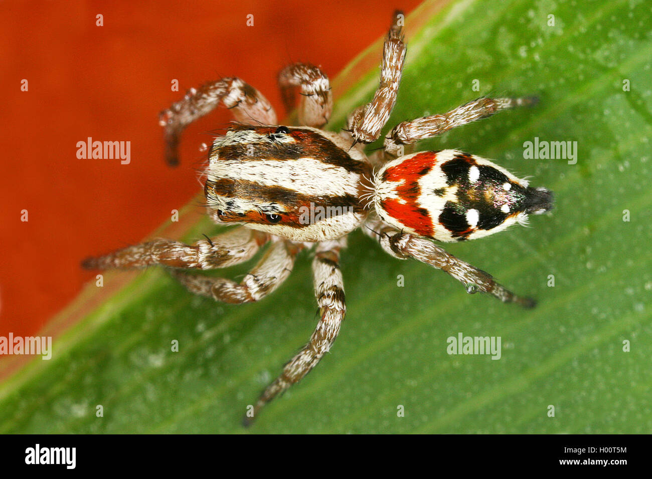 Jumping spiders hi-res stock photography and images - Alamy