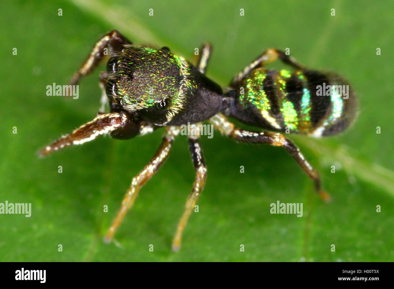 jumping spiders (Salticidae), sits on a leaf, Costa Rica Stock Photo ...