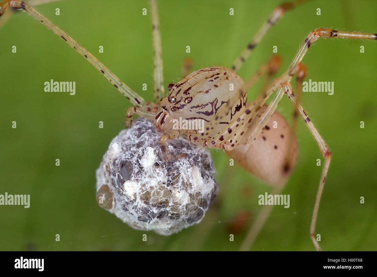 Spitting spider hi-res stock photography and images - Alamy