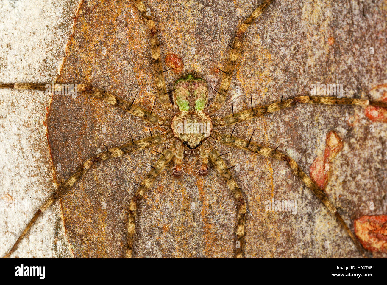 Selenops spider hi-res stock photography and images - Alamy