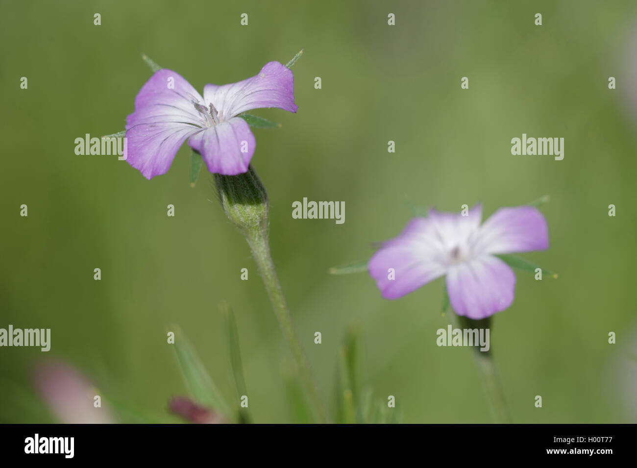 Common corncockle, Common corn-cockle, Corncockle, Corn cockle ...