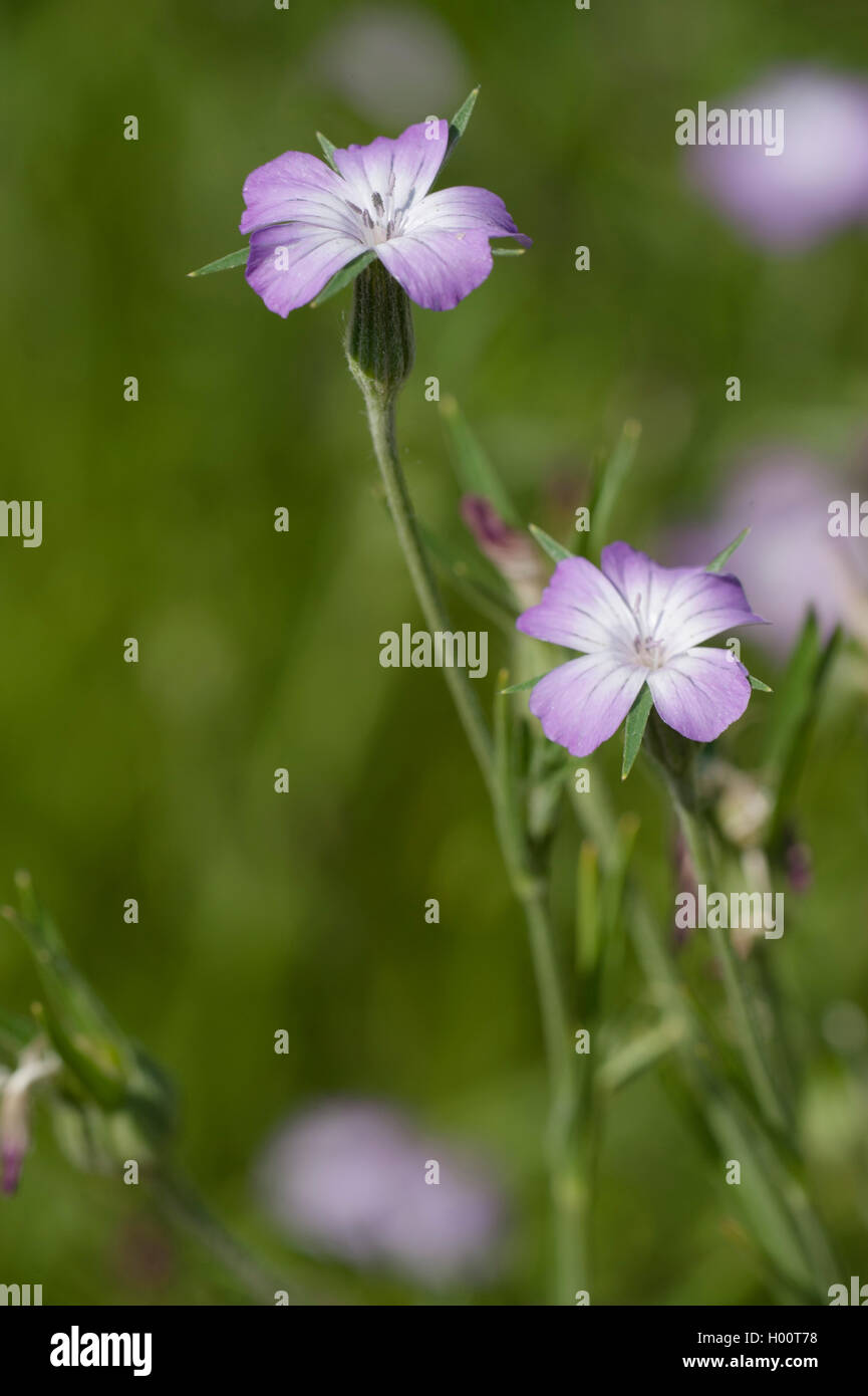 Common corncockle, Common corn-cockle, Corncockle, Corn cockle ...