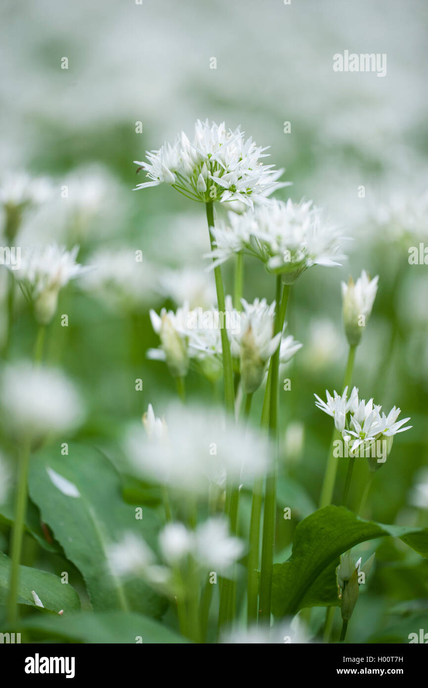 ramsons, buckrams, wild garlic, broad-leaved garlic, wood garlic, bear ...