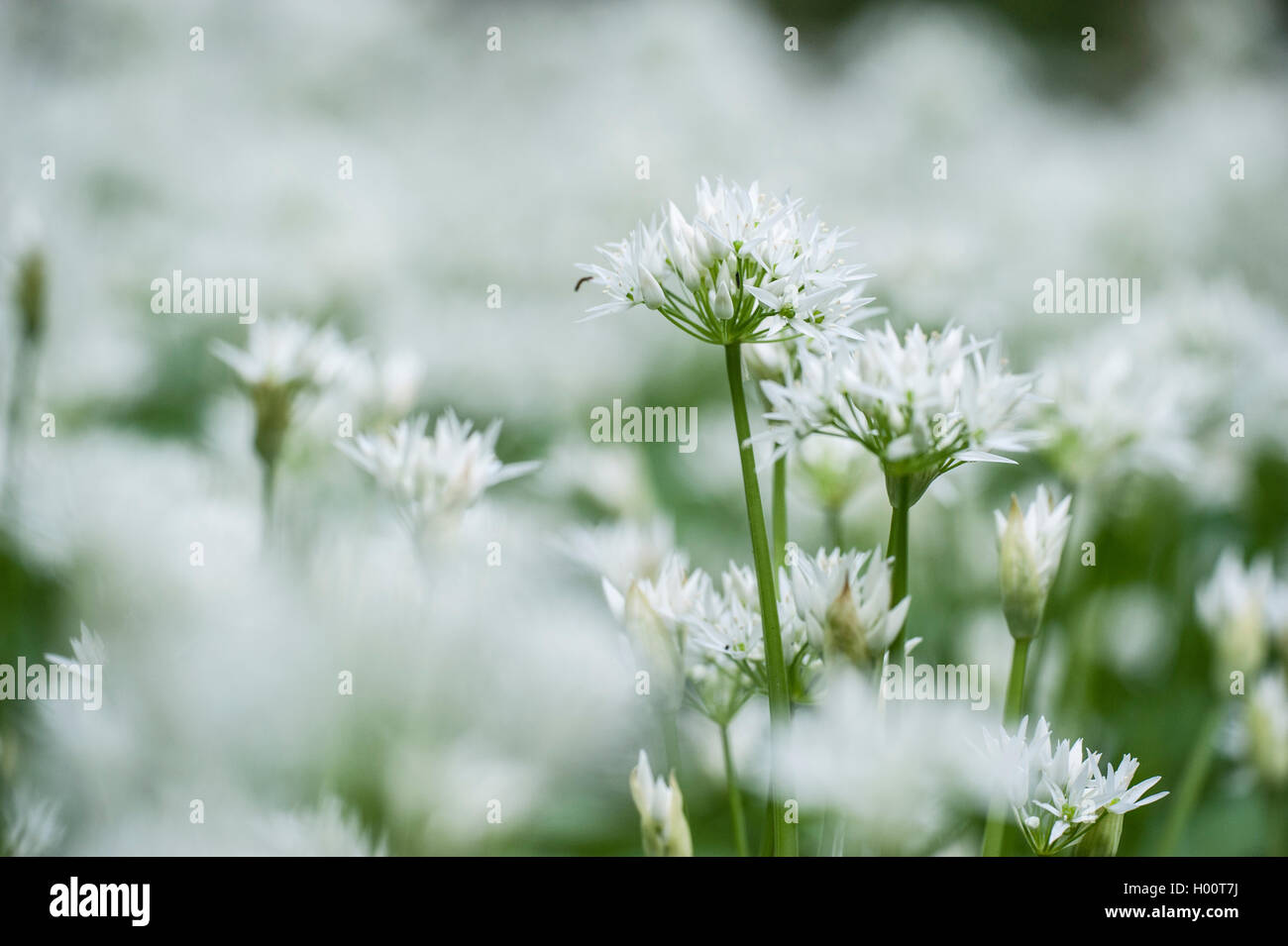ramsons, buckrams, wild garlic, broad-leaved garlic, wood garlic, bear ...