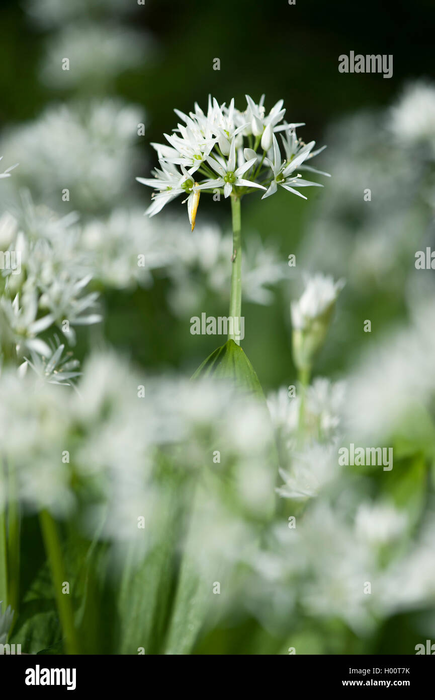 ramsons, buckrams, wild garlic, broad-leaved garlic, wood garlic, bear ...