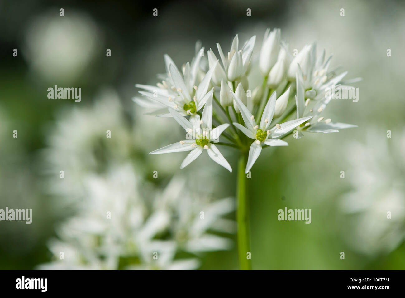 ramsons, buckrams, wild garlic, broad-leaved garlic, wood garlic, bear ...
