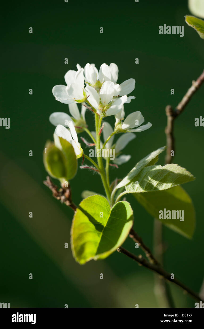 Asian Serviceberry (Amelanchier asiatica), blooming branch Stock Photo ...