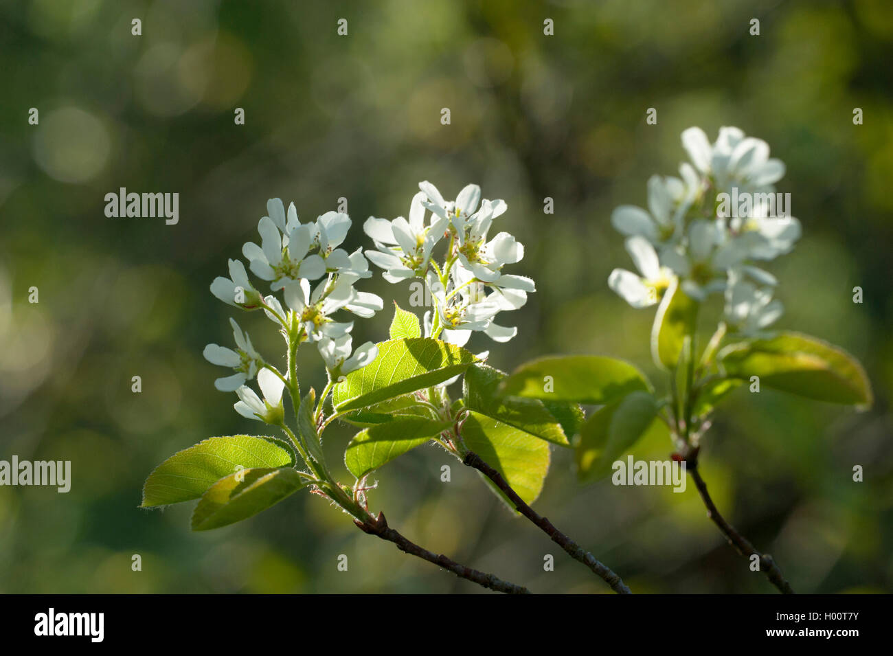 Asian Serviceberry (Amelanchier asiatica), blooming branch Stock Photo ...