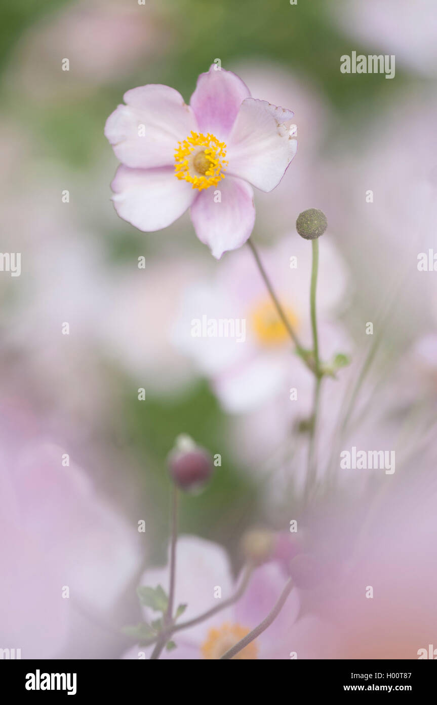 Japanese anemone, Japanese Windflower (Anemone japonica, Anemone ...