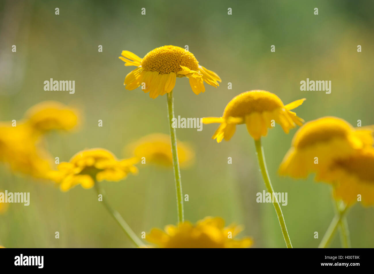 Yellow chamomile, Dyer's chamomile, Golden Marguerite, Ox-Eye Chamomile ...