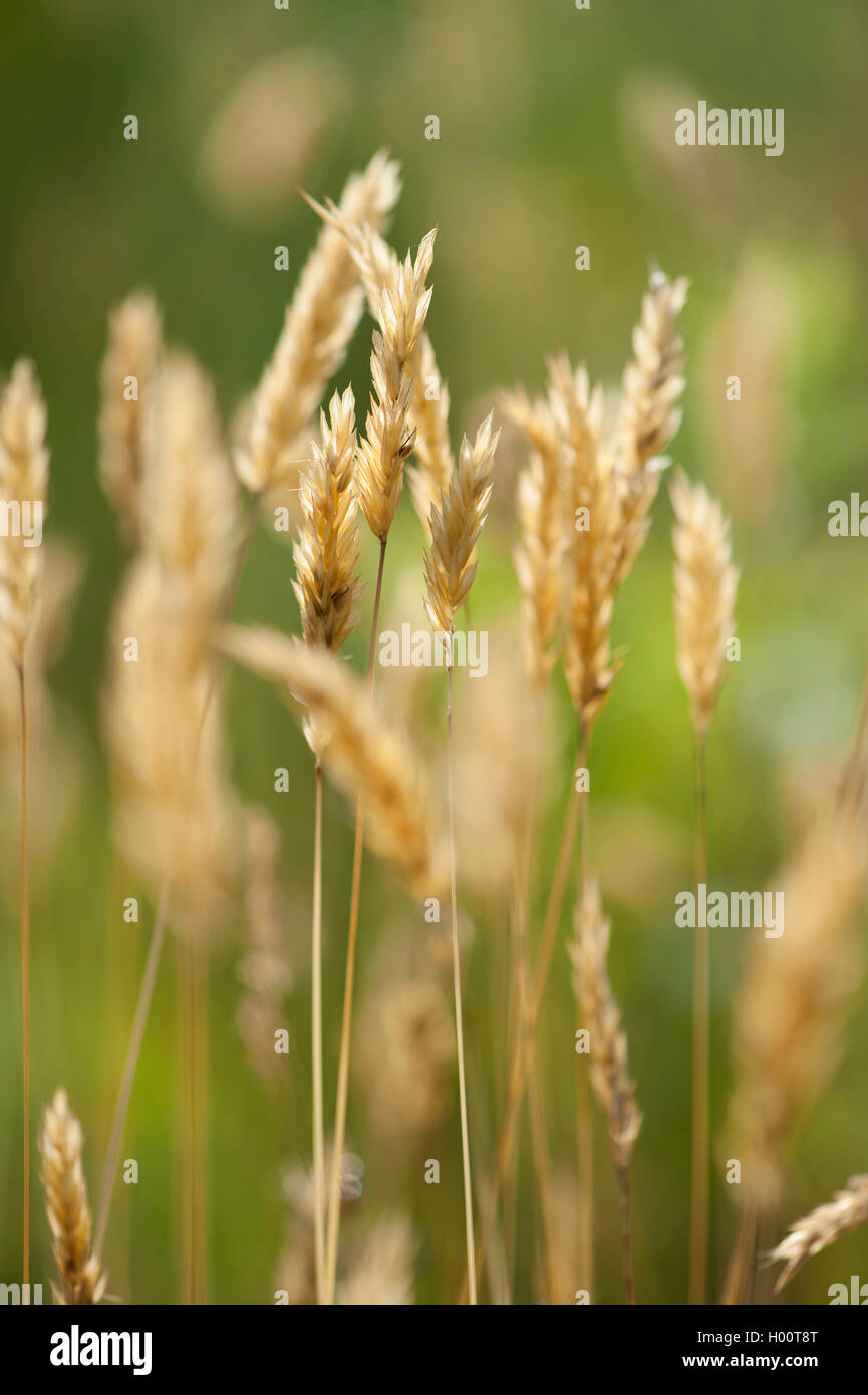 Sweet vernal-grass, Sweetscented vernal grass (Anthoxanthum odoratum ...