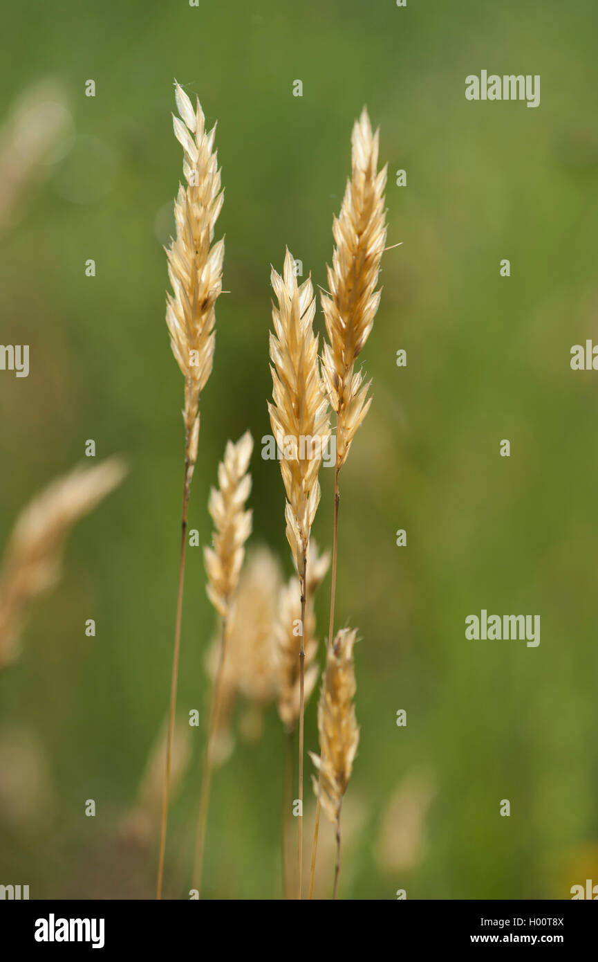 Sweet vernal-grass, Sweetscented vernal grass (Anthoxanthum odoratum ...