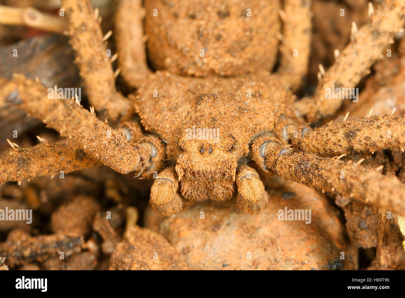 Recluse spider (Sicarius rugosus), Portrait, Costa Rica Stock Photo - Alamy