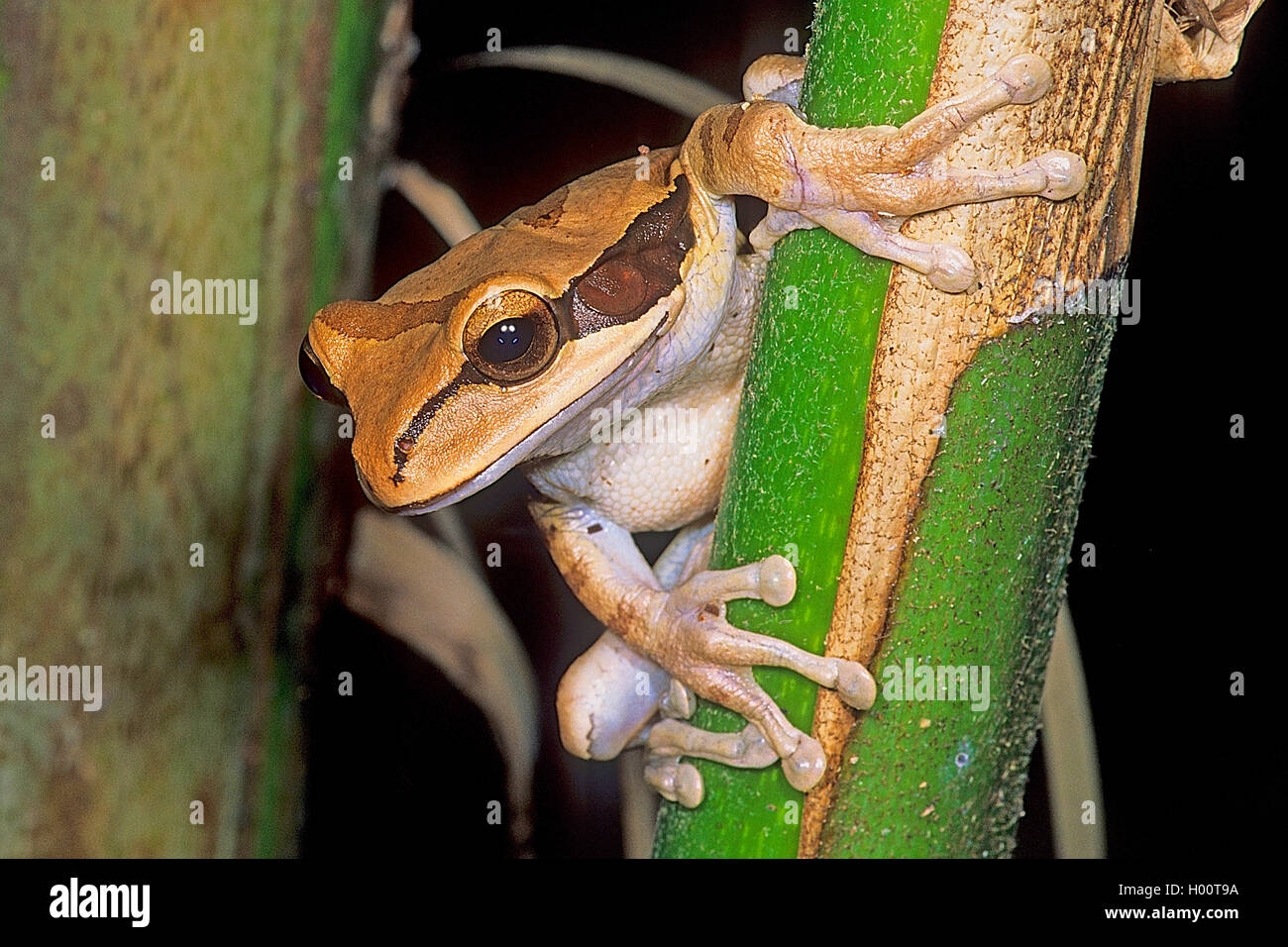 Masked tree frog (Similisca phaeota), at a stem, Costa Rica Stock Photo ...