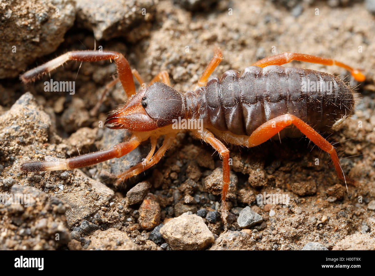 Spiders web on the ground hi-res stock photography and images - Alamy