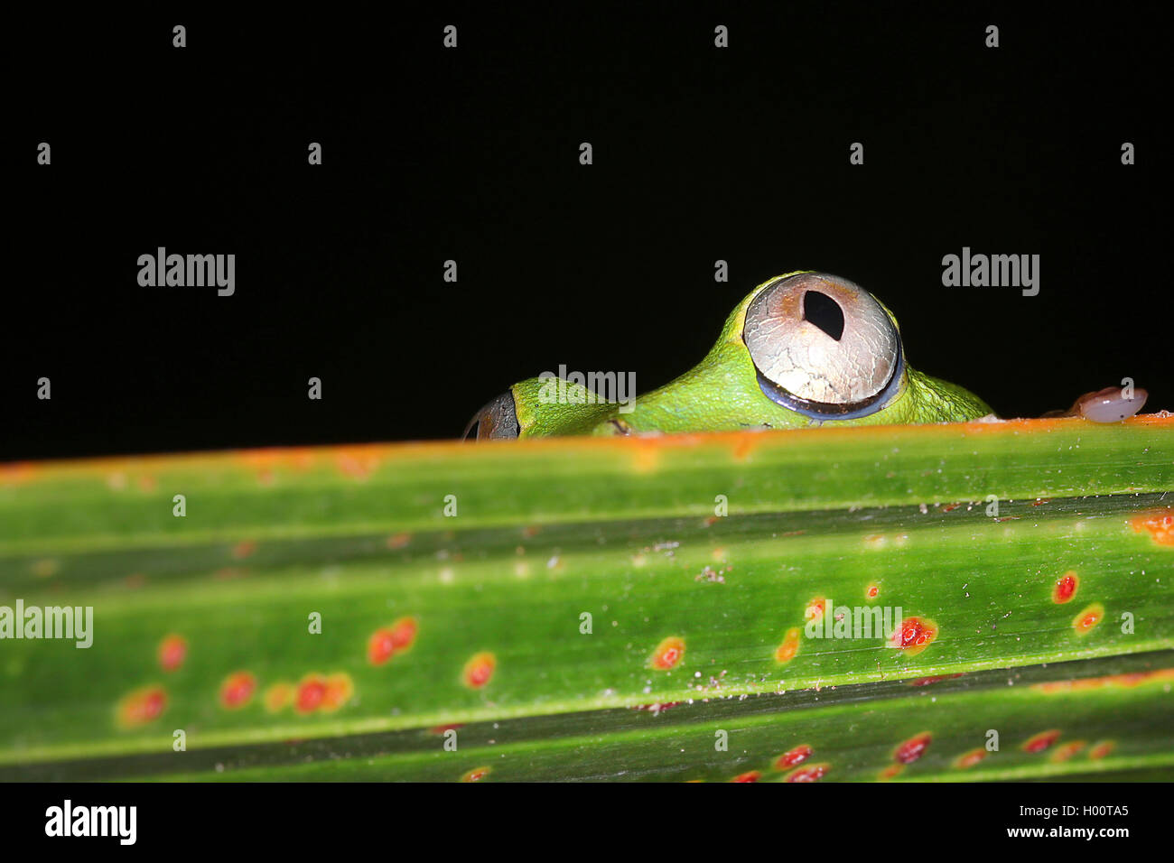 Seychelles Tree Frog (Tachycnemis seychellensis), peers behind a leaf ...