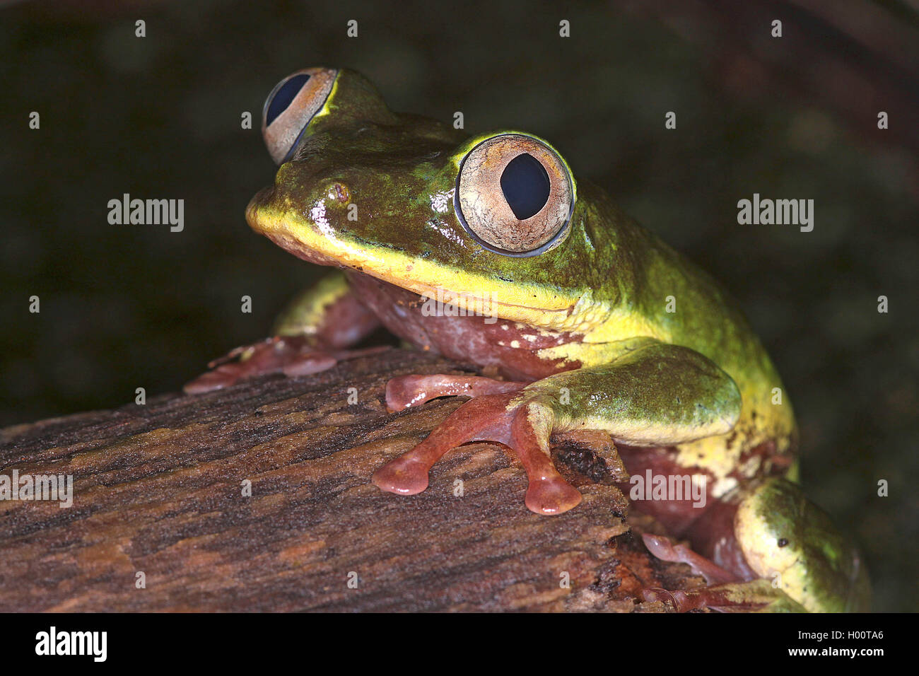 Seychelles frog hi-res stock photography and images - Alamy