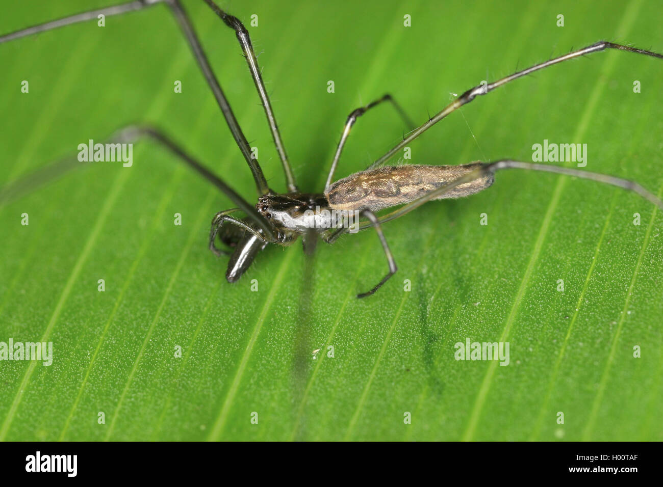 thick-jawed spiders, large-jawed orb weavers, four-jawed spiders ...