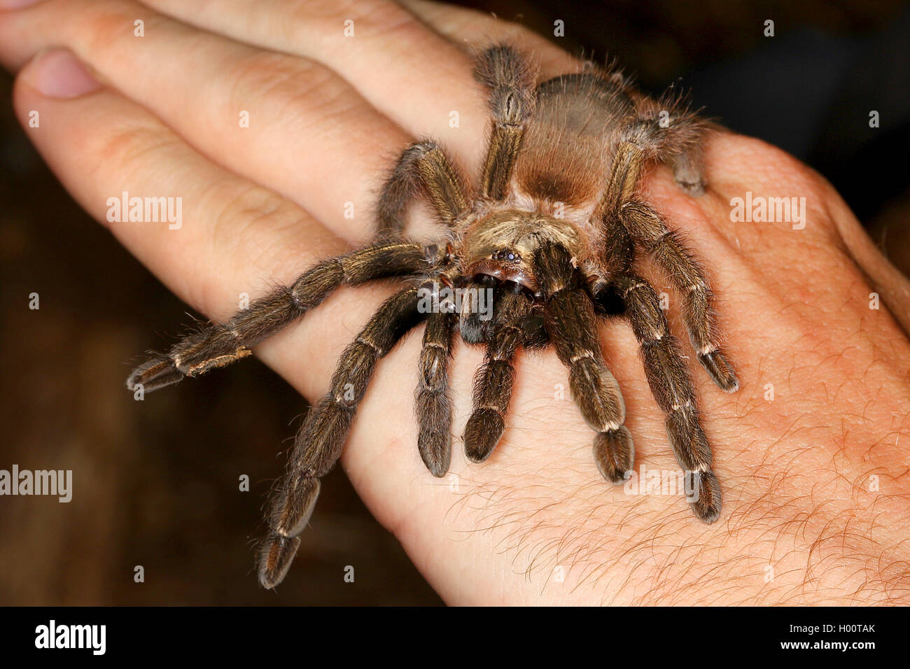 Bird spider (Theraphosidae), on a hand, Costa Rica Stock Photo - Alamy