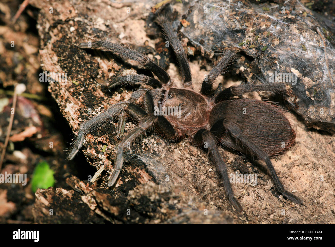 Bird spider (Theraphosidae), on a stone, Costa Rica Stock Photo - Alamy
