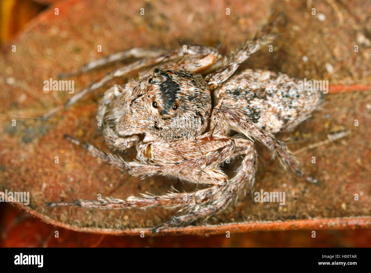 cobweb spider (Theridiidae), sits on a withered leaf, Costa Rica Stock ...