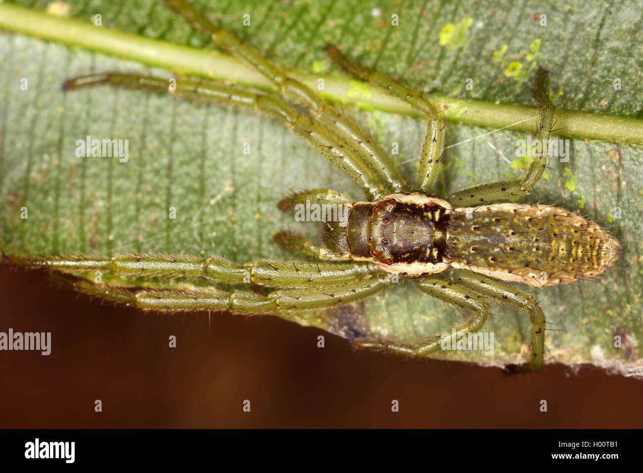 Tropical spiders hi-res stock photography and images - Alamy