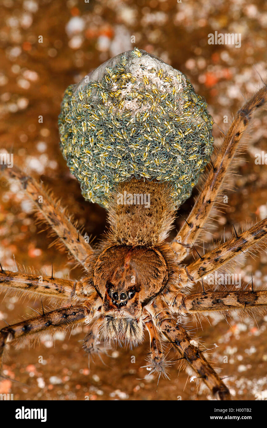 river spider (Trechalea spec.), with countless spiderlings on its back ...
