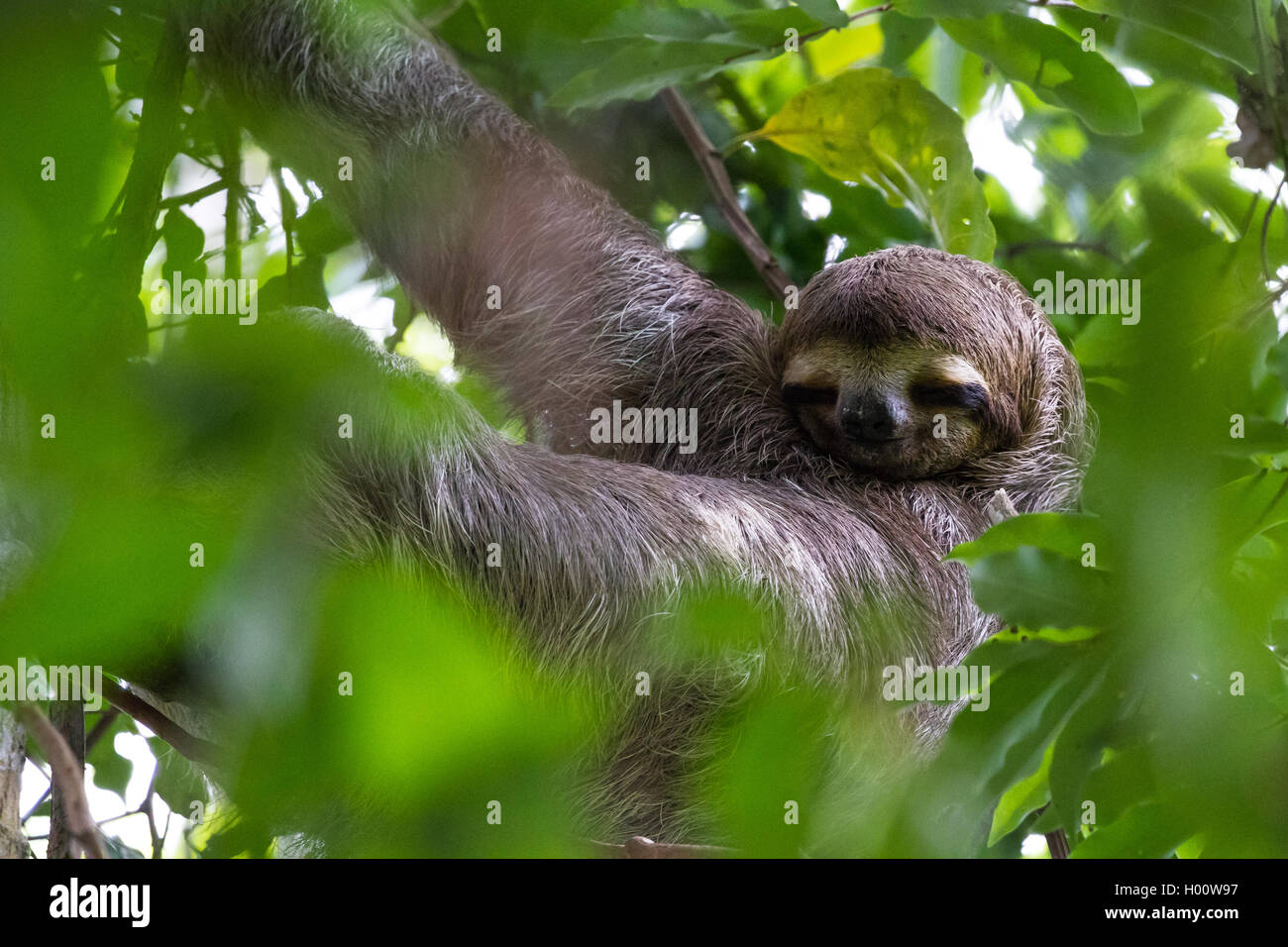 three toed sloth in the costa rican rainforest hanging from a tree ...