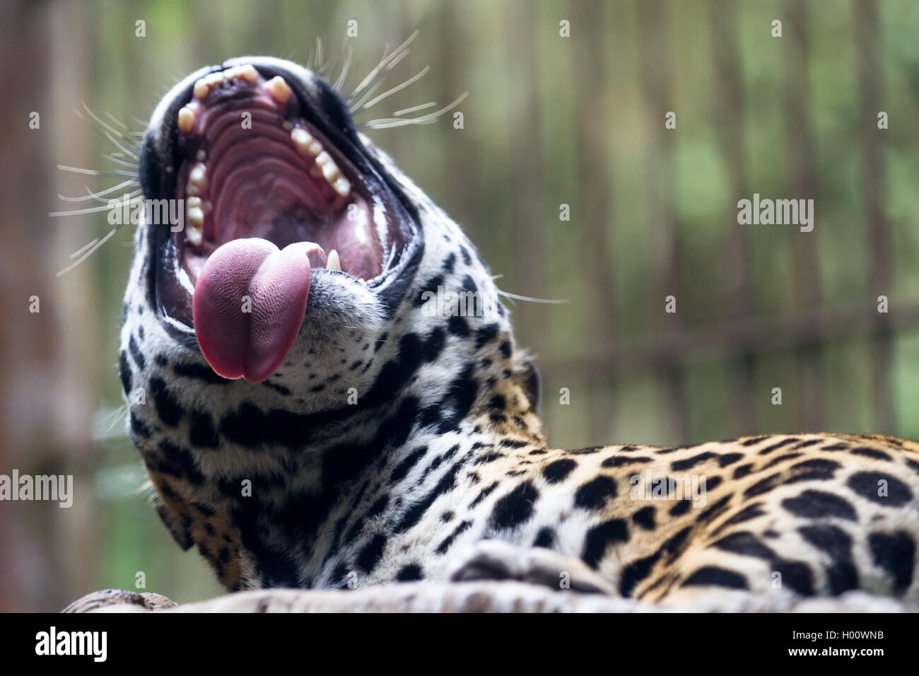 Jaguar costa rica hi-res stock photography and images - Alamy