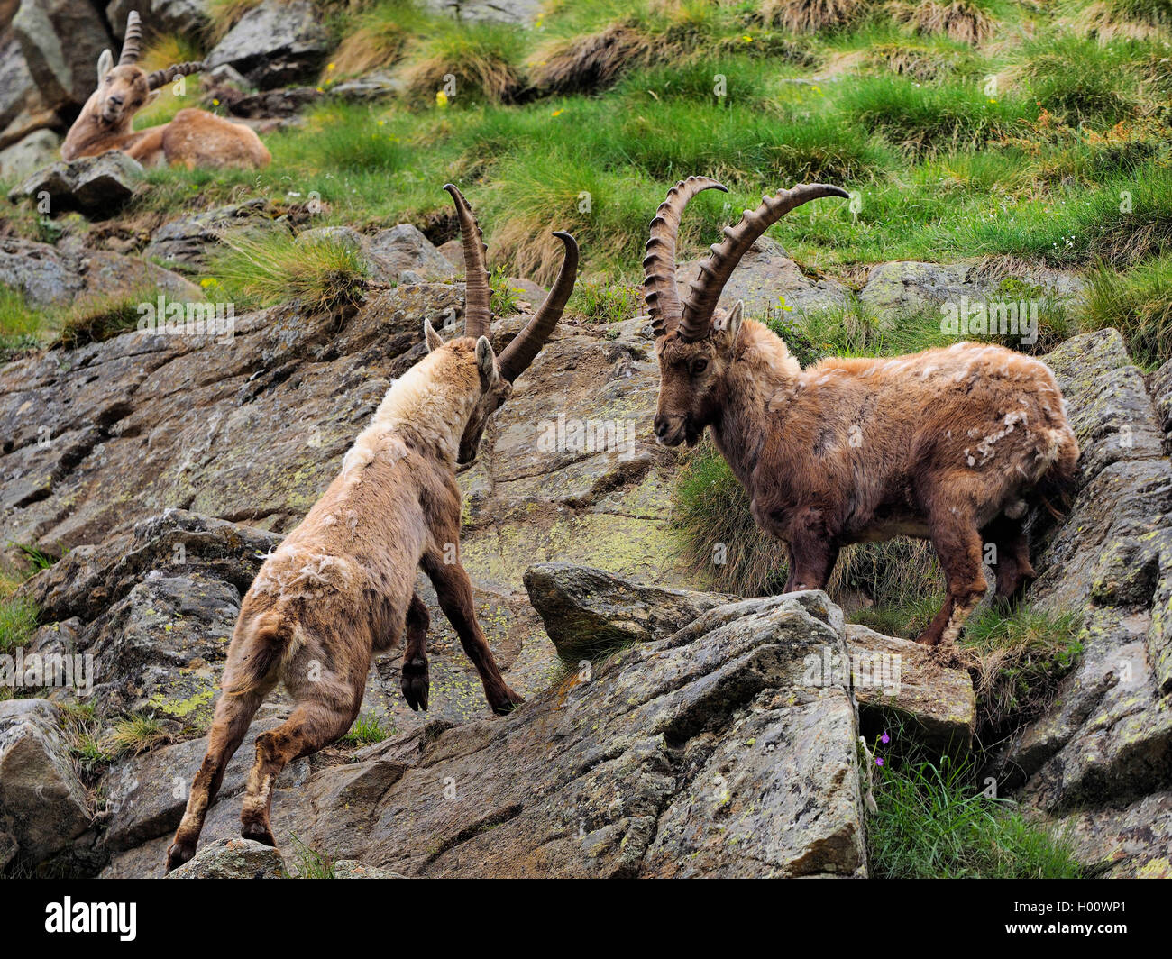 Alpine ibex (Capra ibex, Capra ibex ibex), young ibices in playful ...