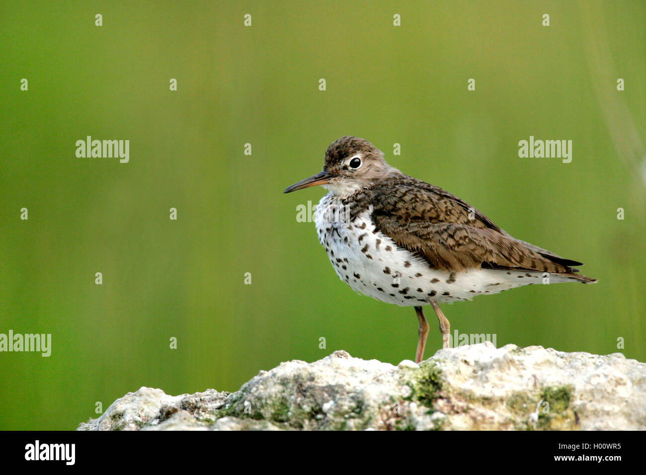 Bird sandpiper michigan hi-res stock photography and images - Alamy