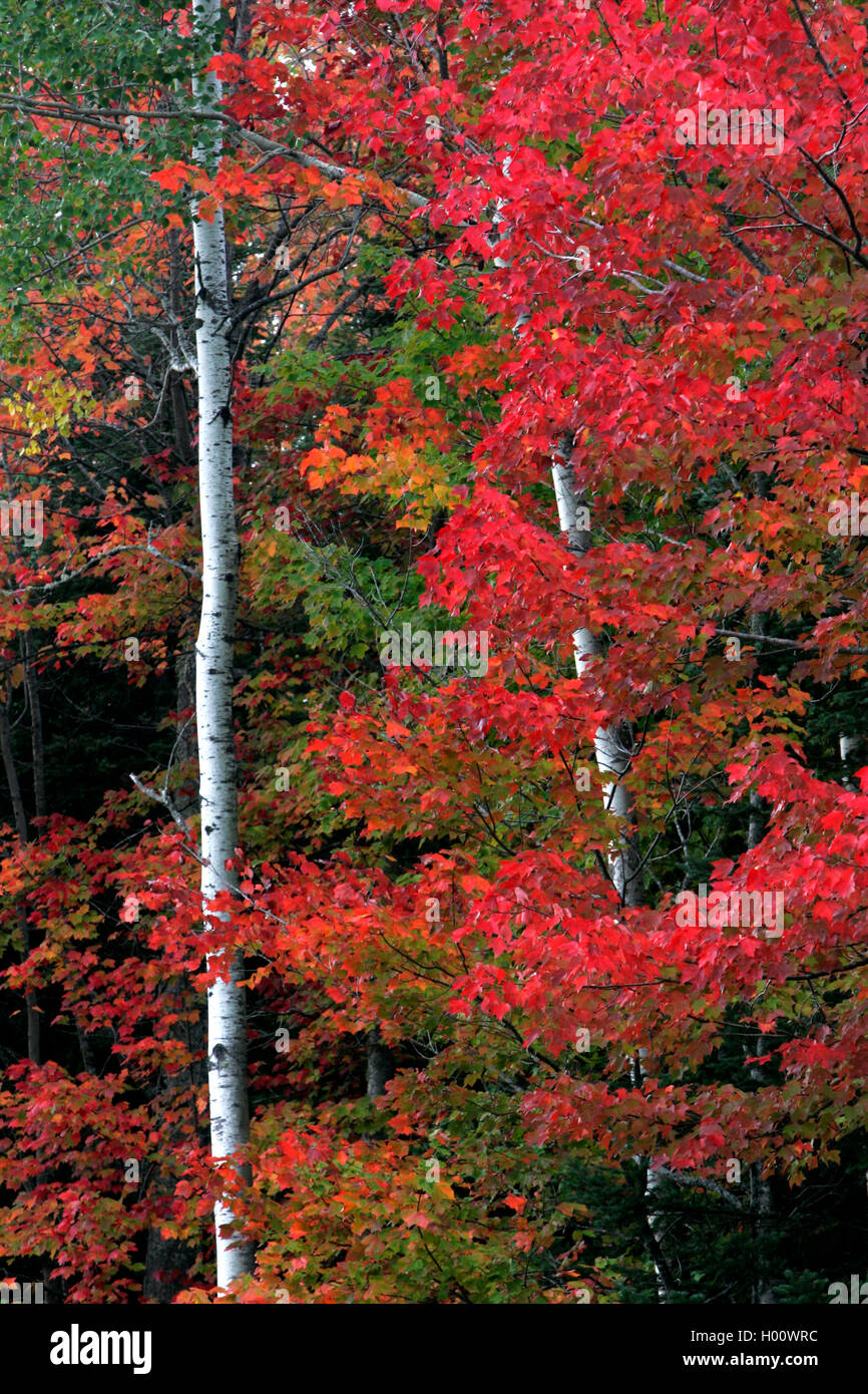 birch (Betula spec.), Birch trees in Autumn, USA, Michigan, Upper ...