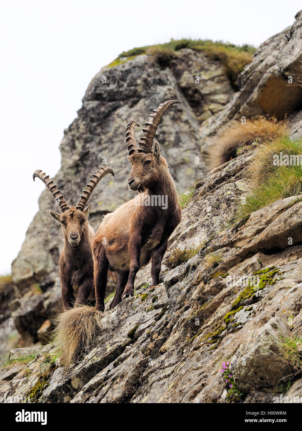 Alpine ibex (Capra ibex, Capra ibex ibex), two ibices at a rock wall ...
