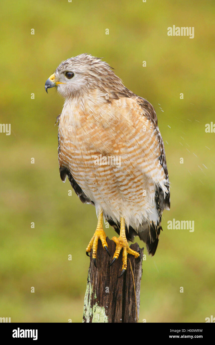 Red shouldered hawk hi-res stock photography and images - Alamy