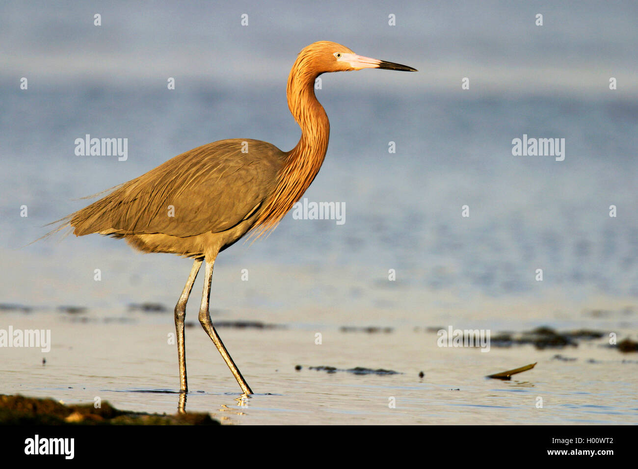 Reddish egret (Egretta rufescens), in shallow water, USA, Florida Stock ...
